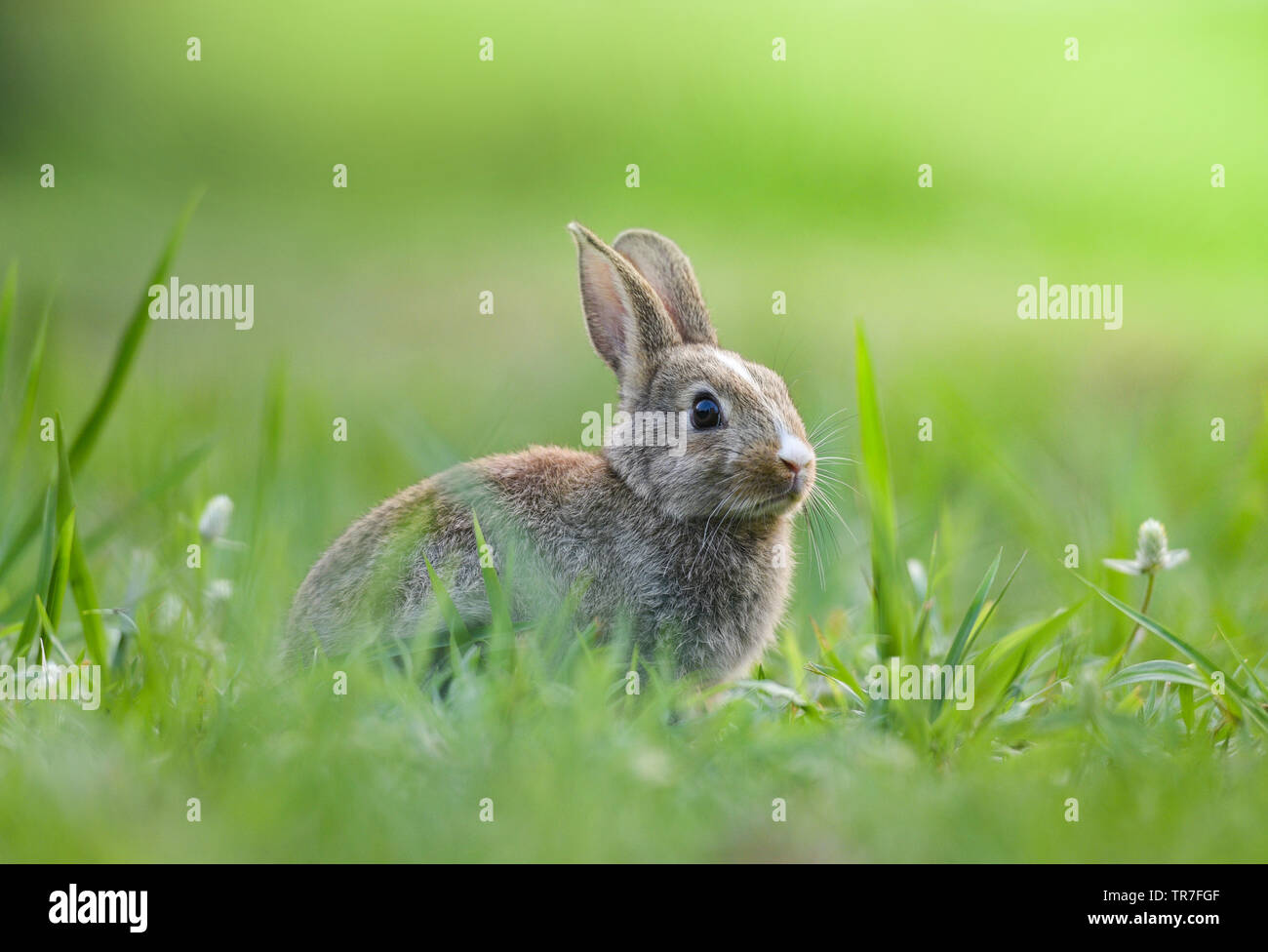 Cute rabbit sitting on green field spring meadow / Easter bunny hunt ...