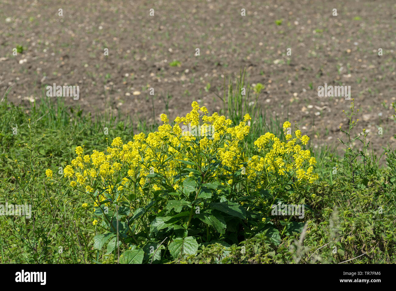 Charlock hi-res stock photography and images - Alamy