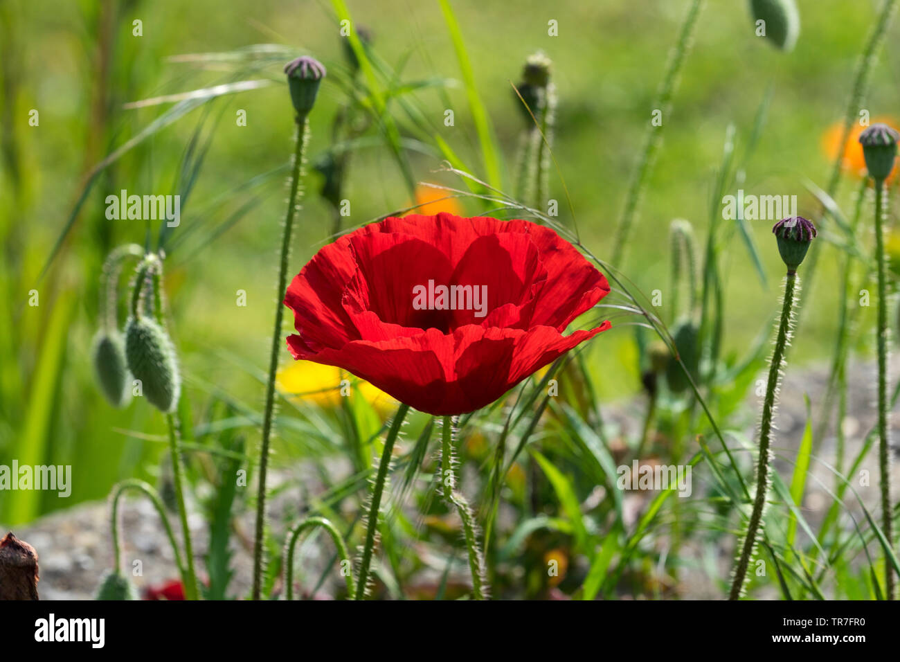 Double poppy hi-res stock photography and images - Alamy