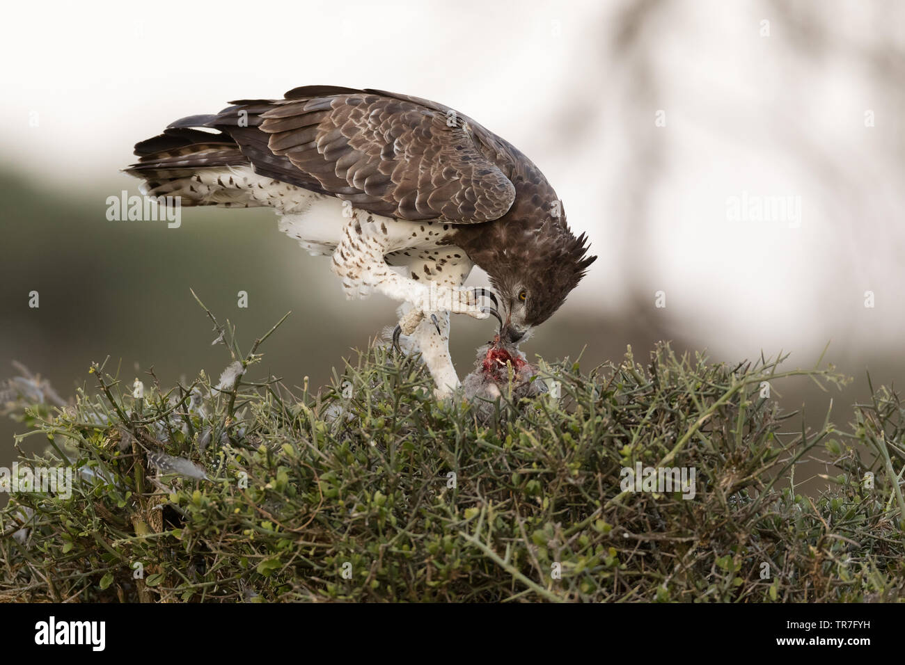 Bush fowl hi-res stock photography and images - Alamy
