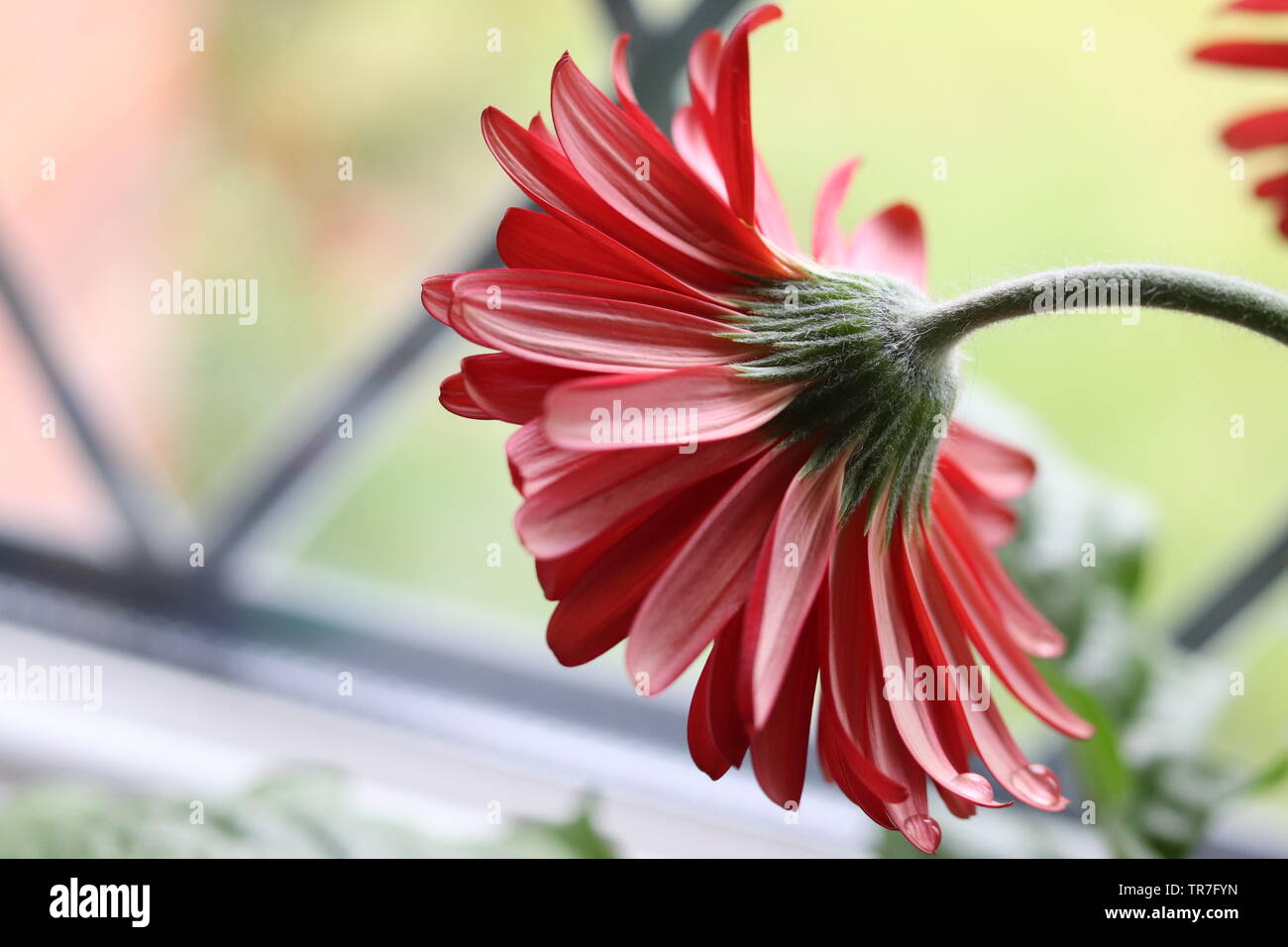 Facing a serene hi-res stock photography and images - Alamy