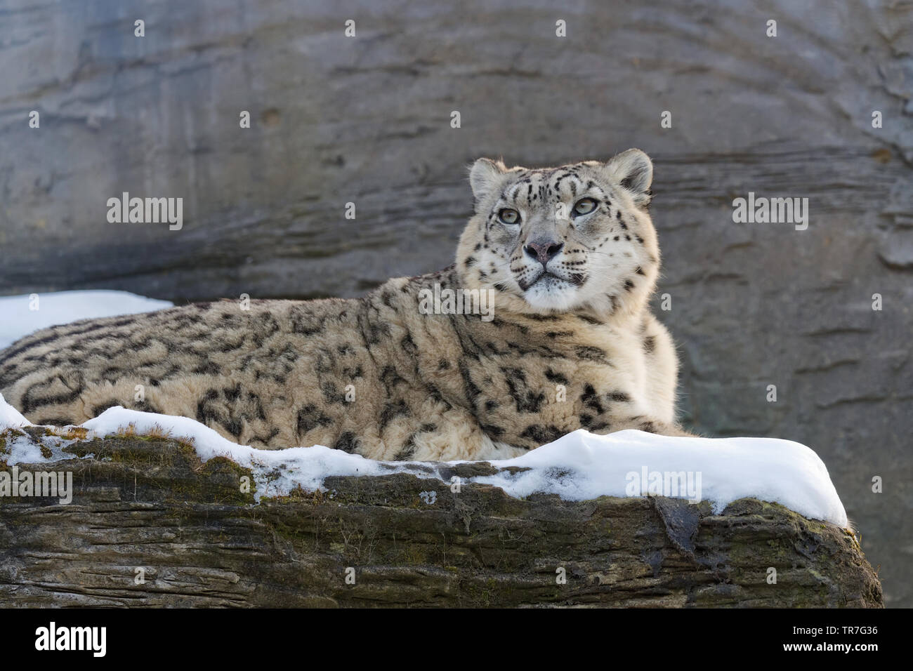 Snow leopard laying on snow Stock Photo - Alamy