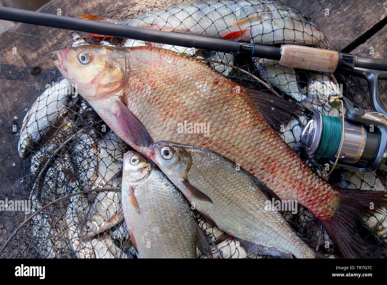 Fishing concept, trophy catch - big freshwater common bream known as ...