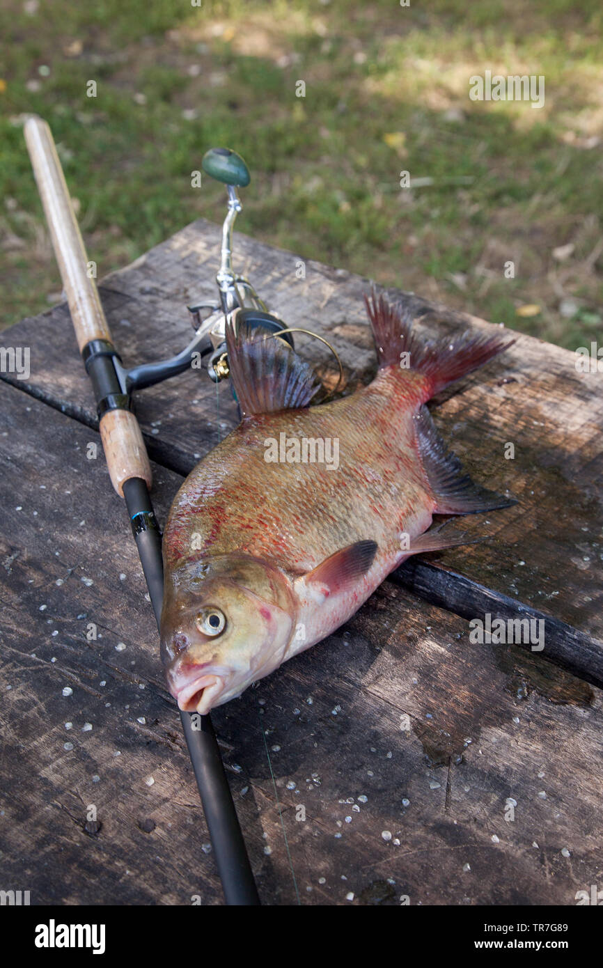 Fishing concept, trophy catch - just taken from the water big ...