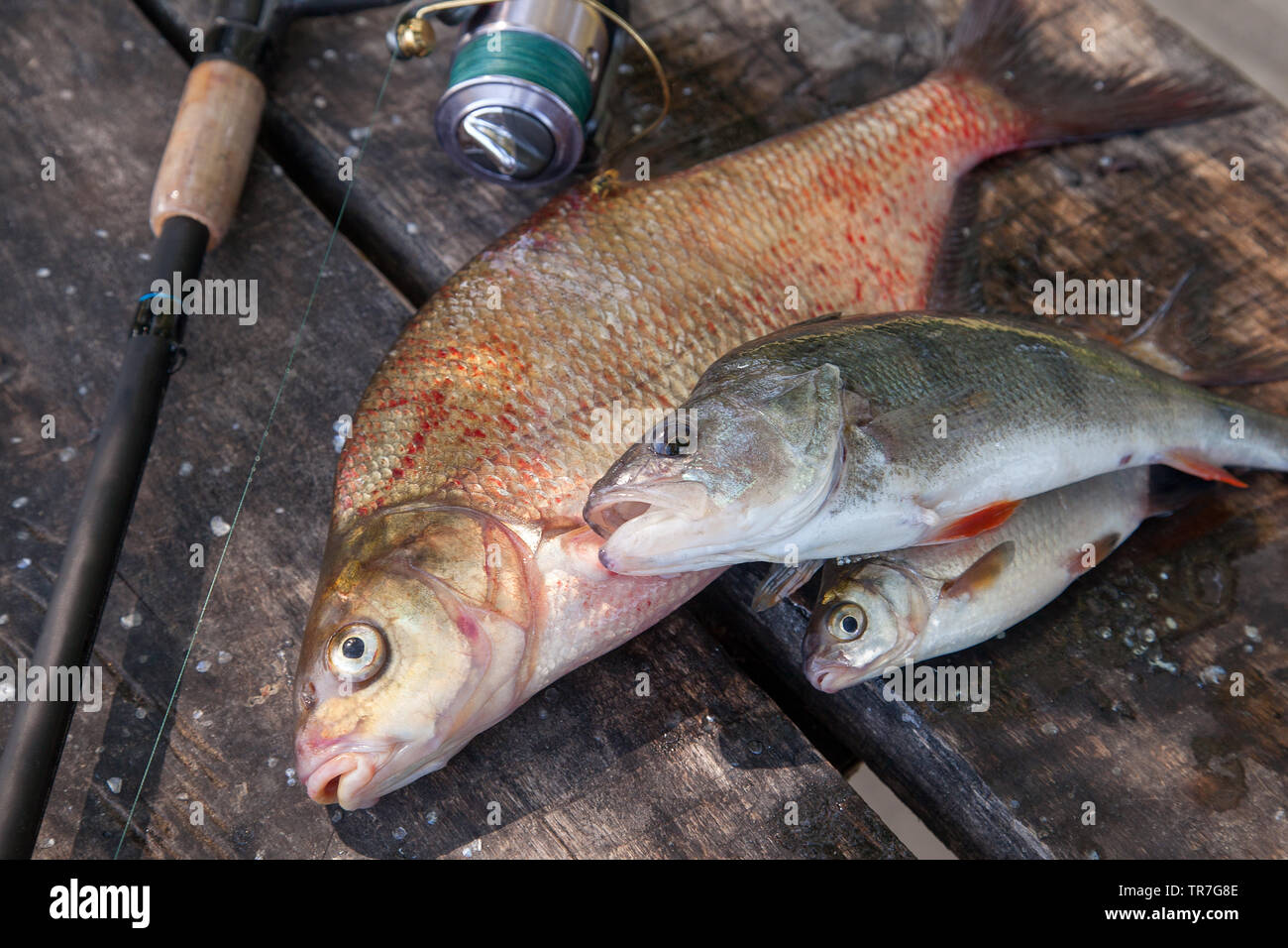 Good catch concept. Big freshwater common bream known as bronze bream ...