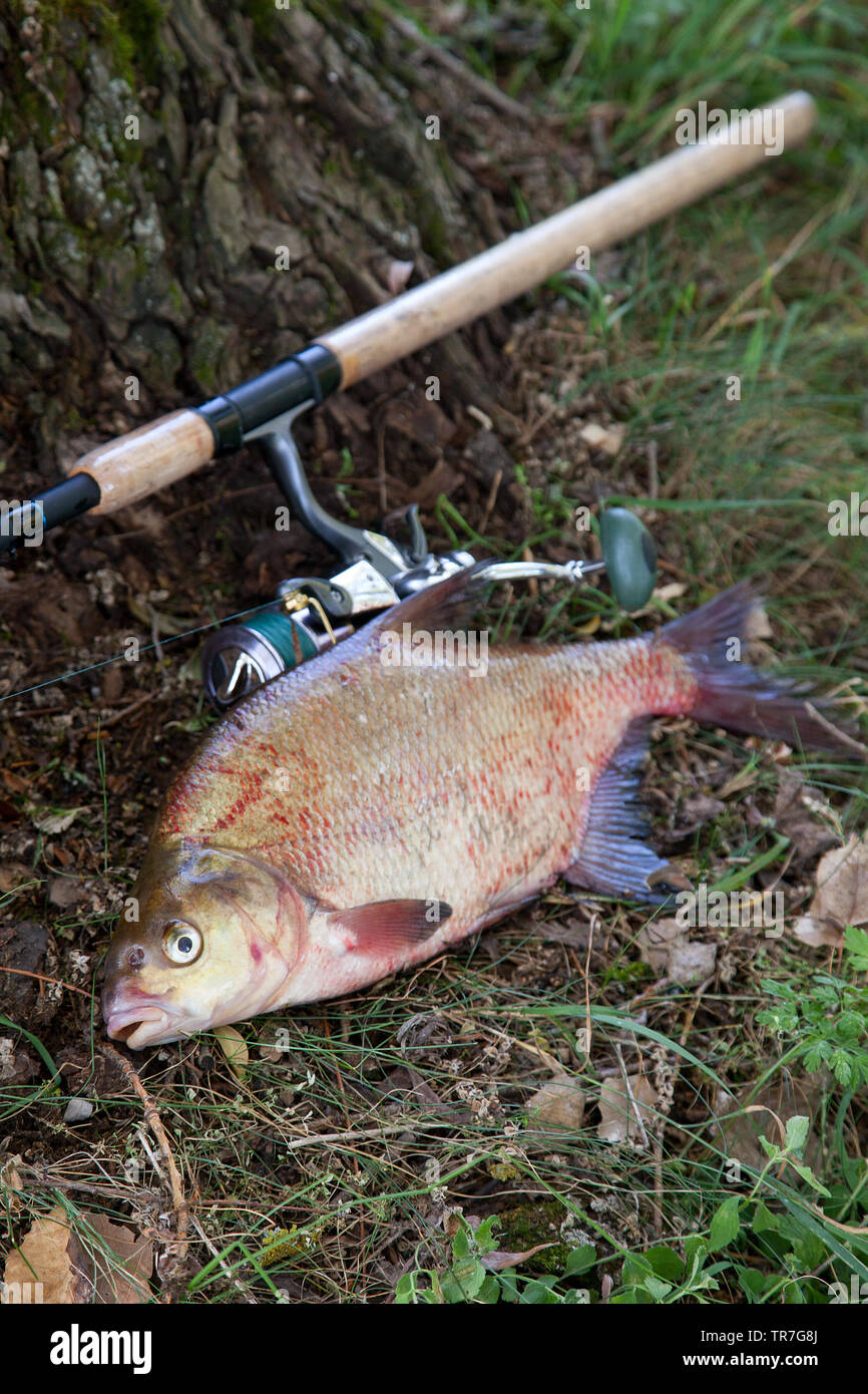 Good catch. Just taken from the water big freshwater common bream known ...