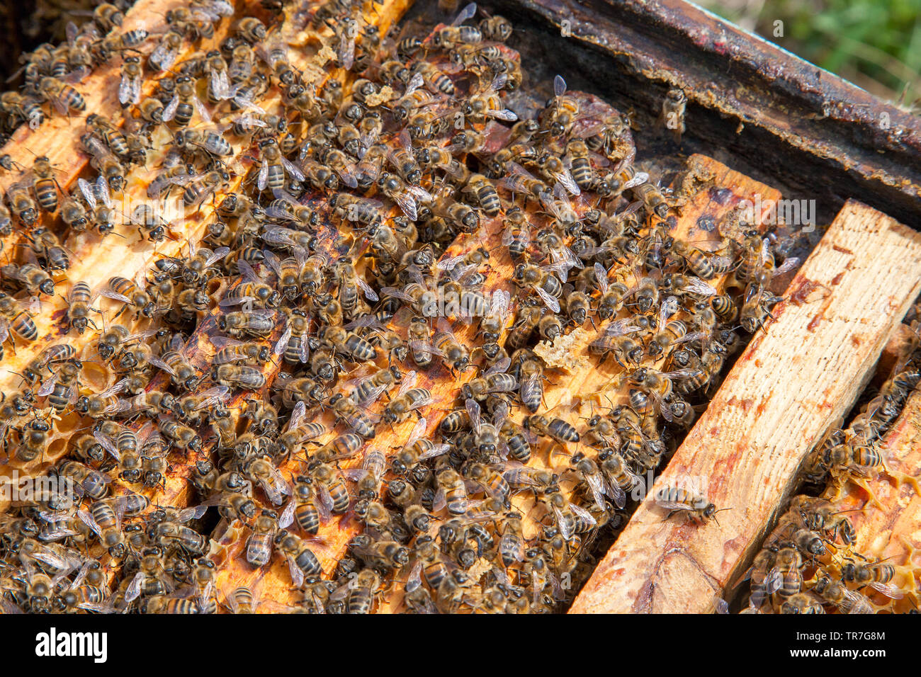 Frames of a beehive. Close up view of the opened hive body showing the ...