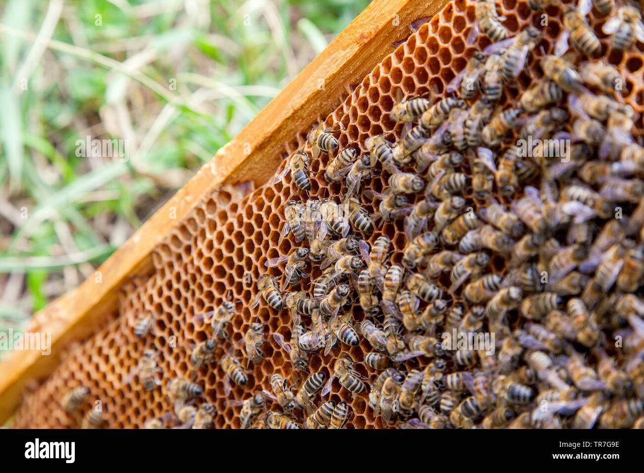 Frames of a beehive. Close up view of the working bees on honeycomb ...