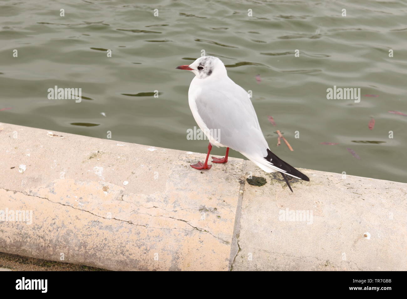 Photograph of a bird perched on the edge of the grand basin rond in ...