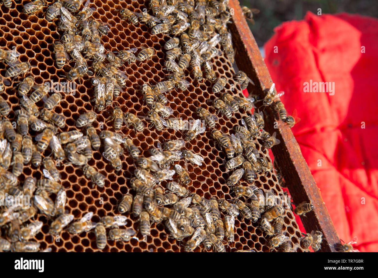 Frames of a beehive. Close up view of the working bees on honeycomb ...