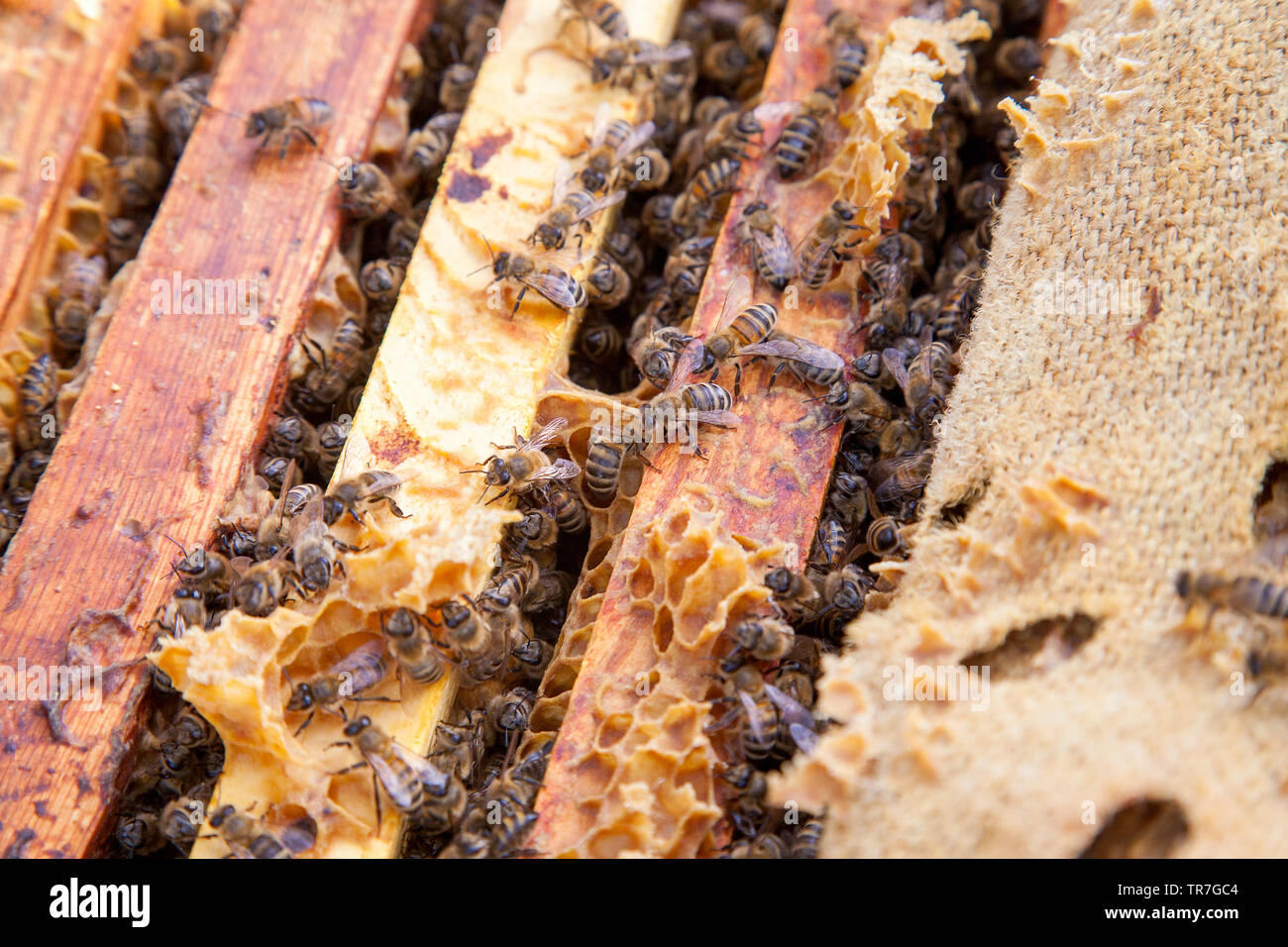 Frames of a beehive. Close up view of the opened hive body showing the ...