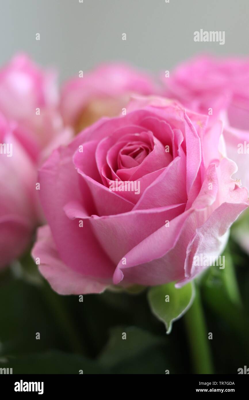 Photograph of a pink rose Stock Photo - Alamy