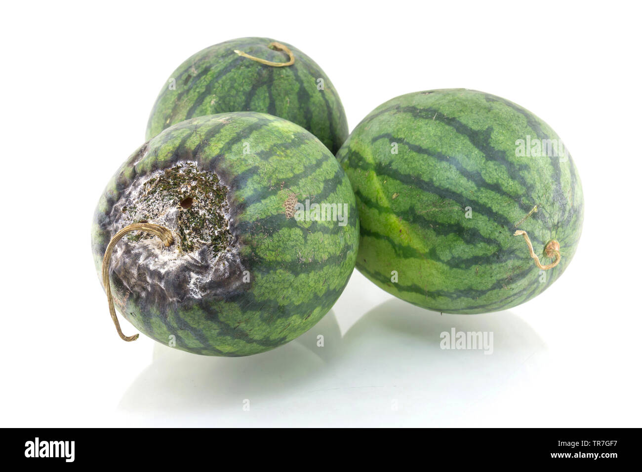 Rotten watermelon isolated on a white background Stock Photo - Alamy