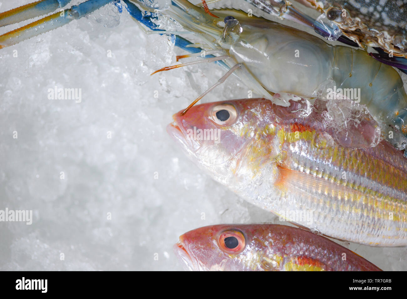 Fresh raw seafood on ice background / Shellfish shrimps prawns and fish ...