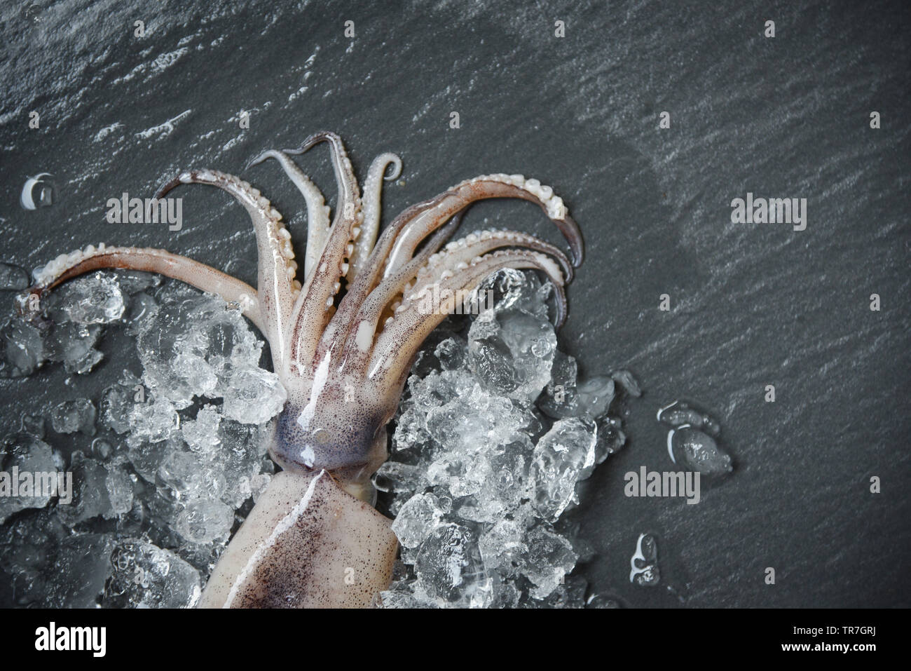 Seafood squid on ice / Fresh octopus raw squid on dark background in ...