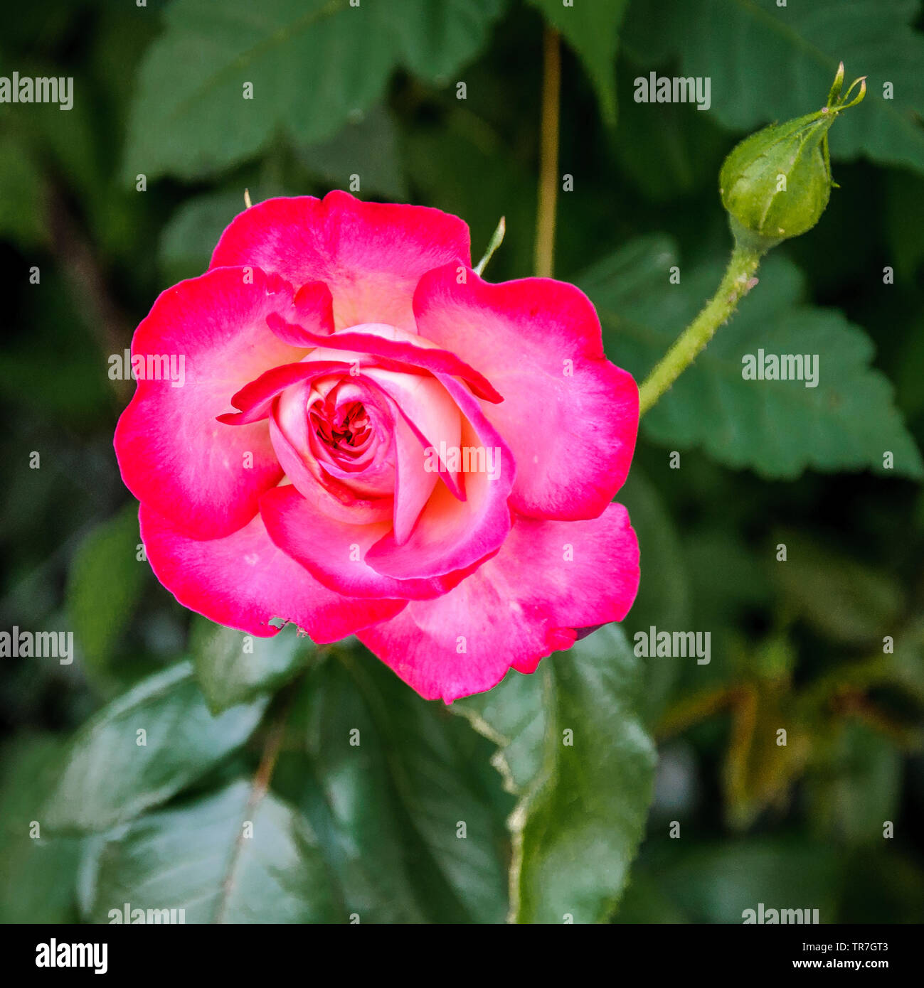 Tiny rose plant hi-res stock photography and images - Alamy