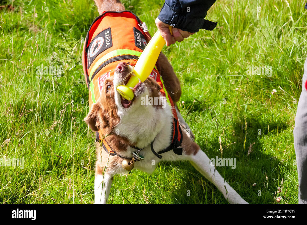 National Search and Rescue Dogs Association rescue dogs on exercise in ...