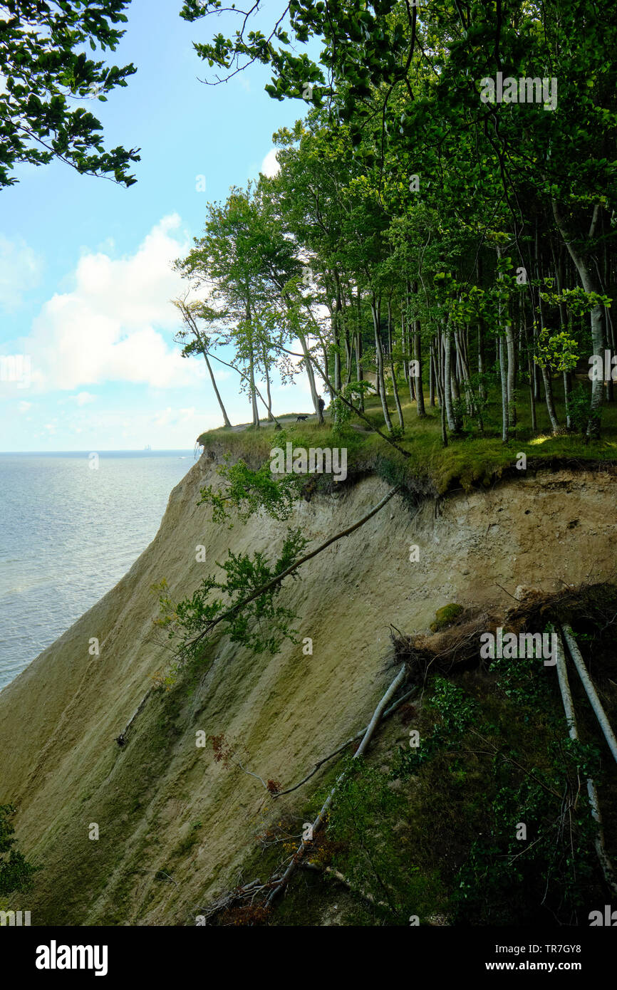 Coastal erosion on the dramatic white chalk cliffs of Jasmund National ...