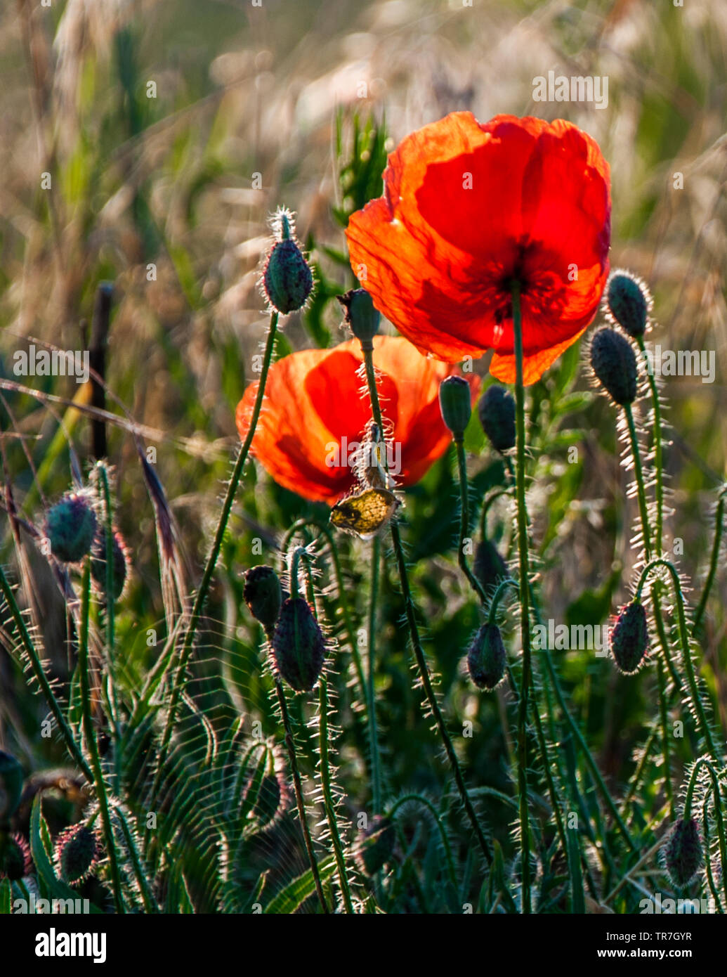 Macro donkey thistle and poppies Stock Photo - Alamy