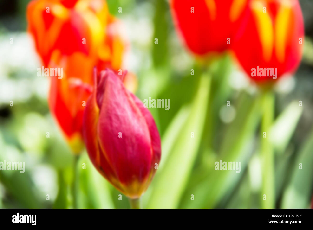 Blurred image cosmos flower hi-res stock photography and images - Alamy