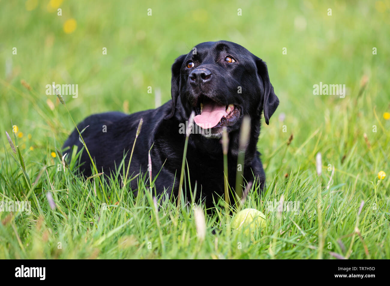 Black labrador retriever dog lying hi-res stock photography and images ...