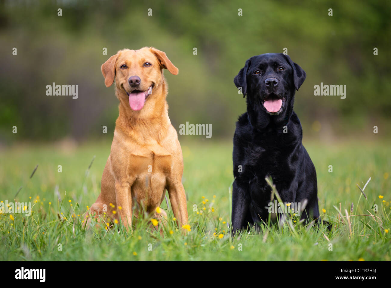 Black and yellow labradors hi-res stock photography and images - Alamy