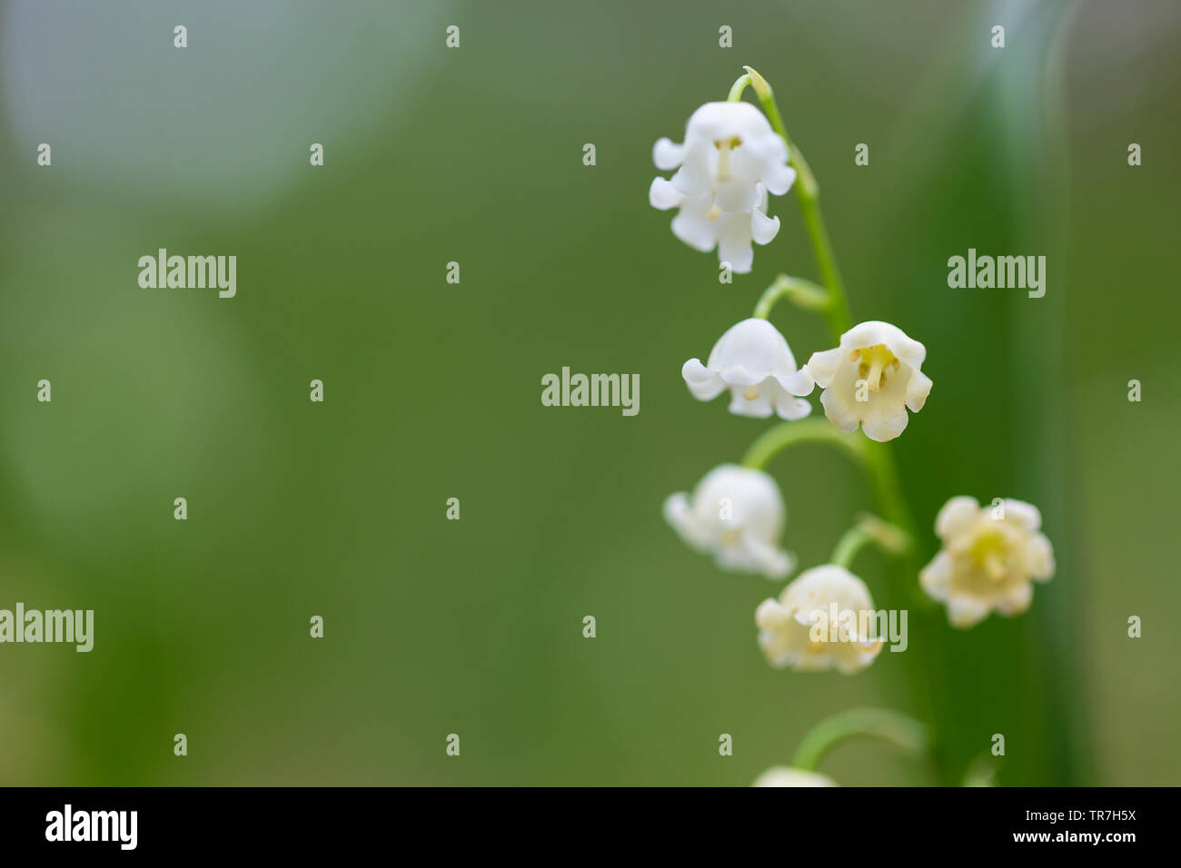 Lily flower photography hi-res stock photography and images - Alamy