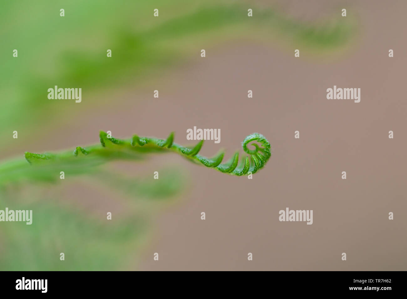 Beautiful small fern hi-res stock photography and images - Alamy