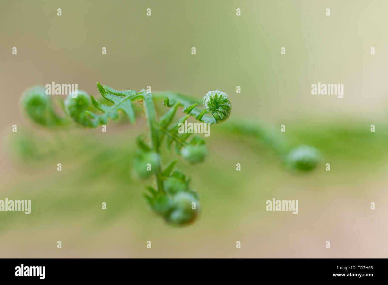 Beautiful small fern hi-res stock photography and images - Alamy