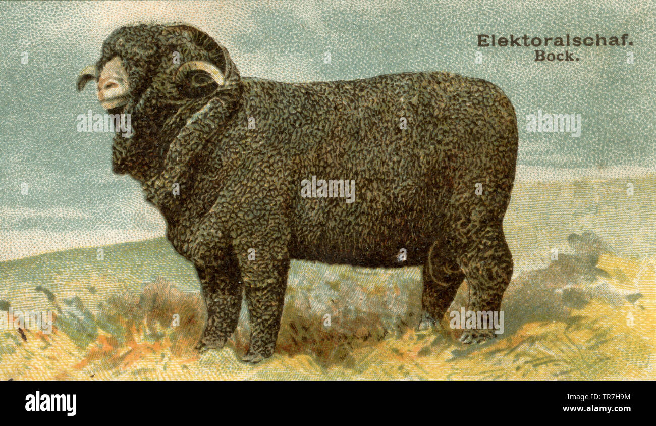 House sheep, Breed of sheep: Electoral sheep, Bock , (agricultural book ...