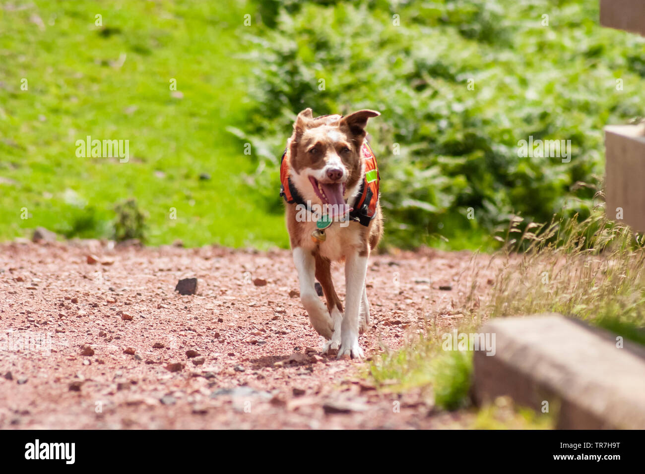 National Search and Rescue Dogs Association rescue dogs on exercise in ...