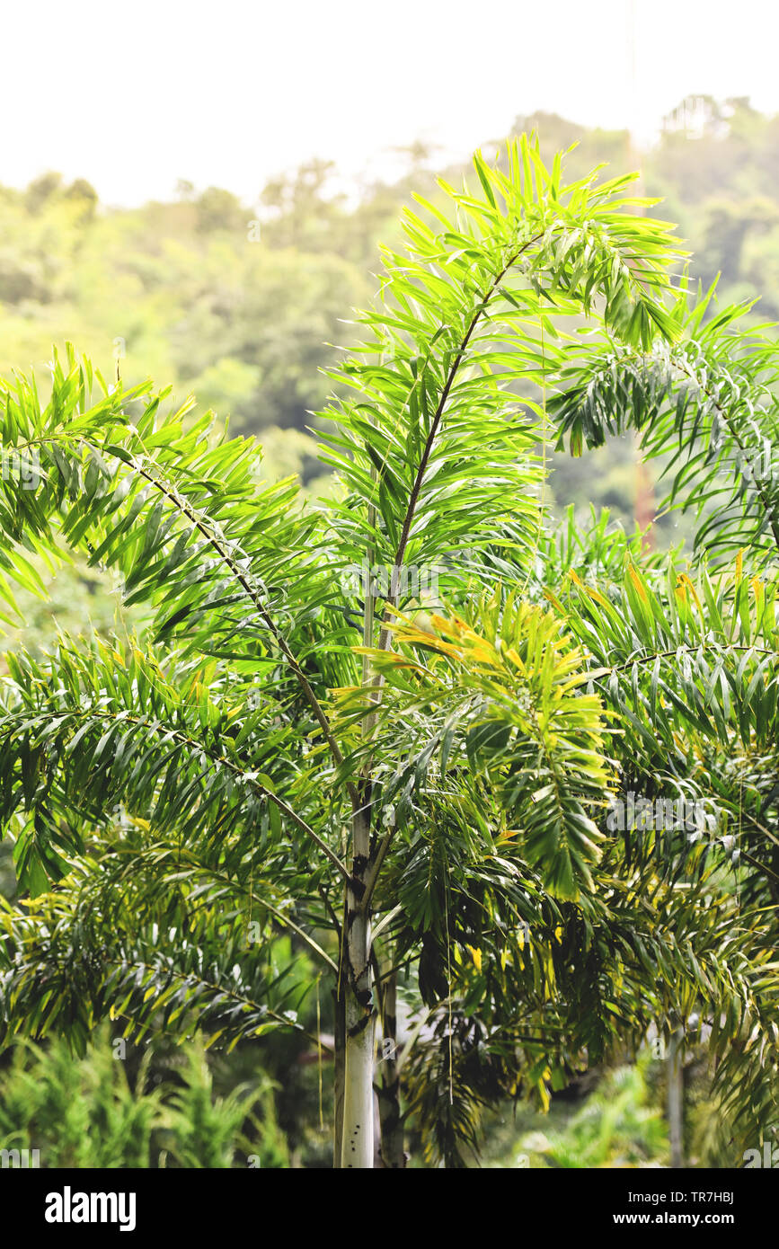 Green leaves palm tree in the tropical plant garden park Stock Photo ...