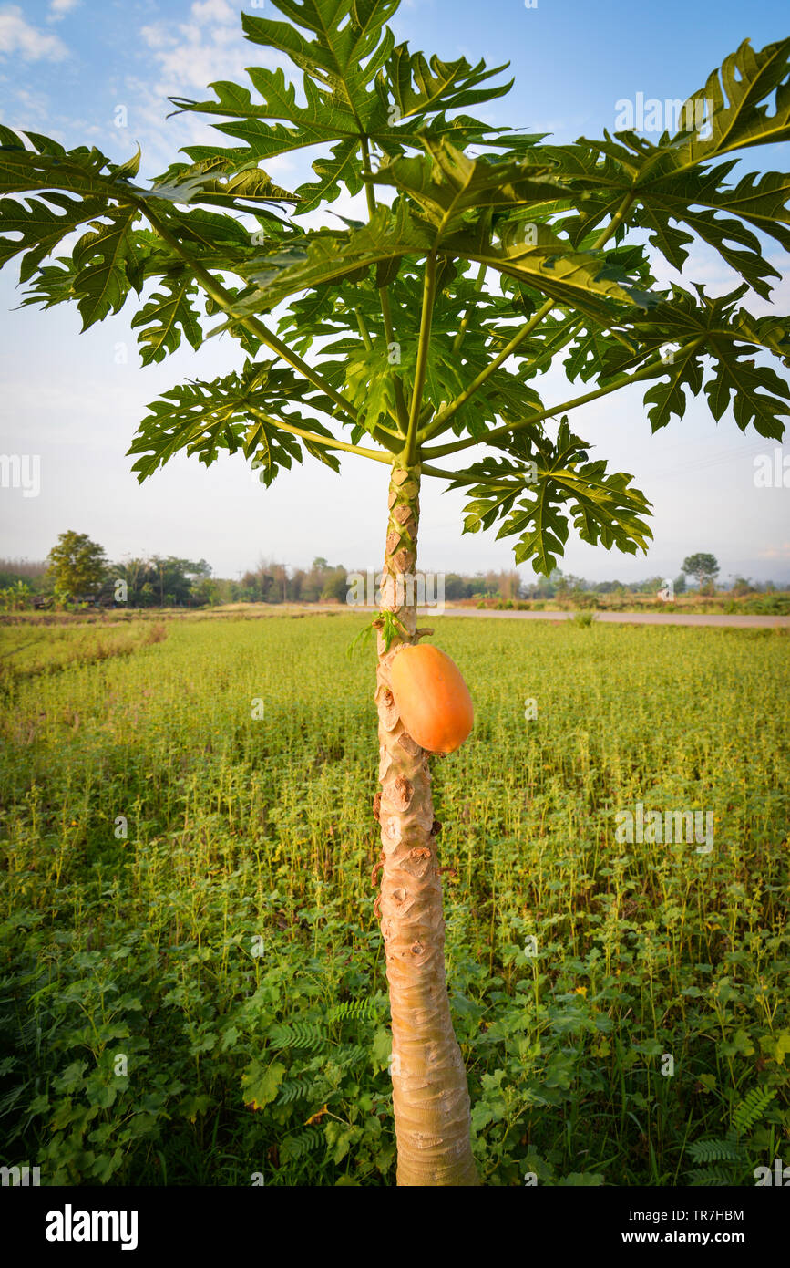 Ripe papaya fruit on tree with green field background Stock Photo - Alamy