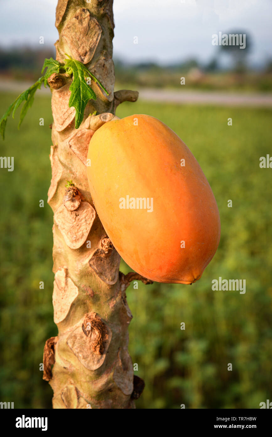 Ripe papaya fruit on tree with green field background Stock Photo - Alamy
