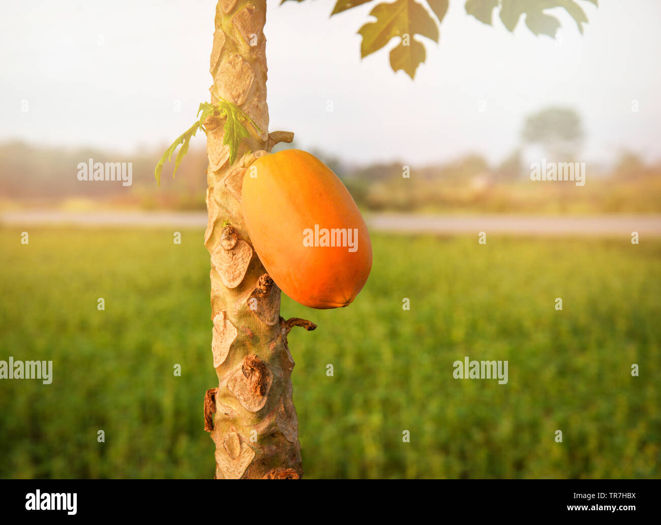 Ripe papaya fruit on tree with green field background Stock Photo - Alamy