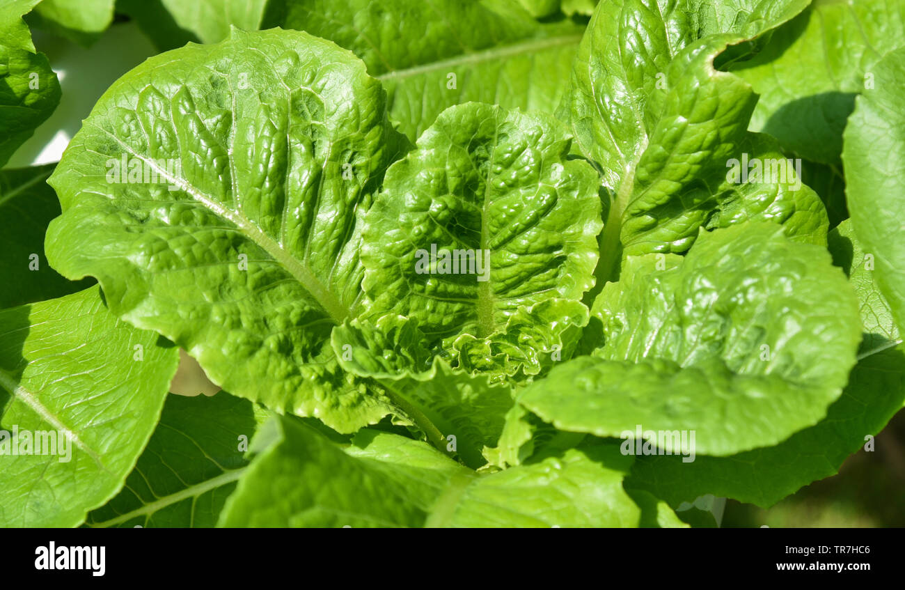 Close up of young and fresh green Cos Romaine Lettuce salad growing ...