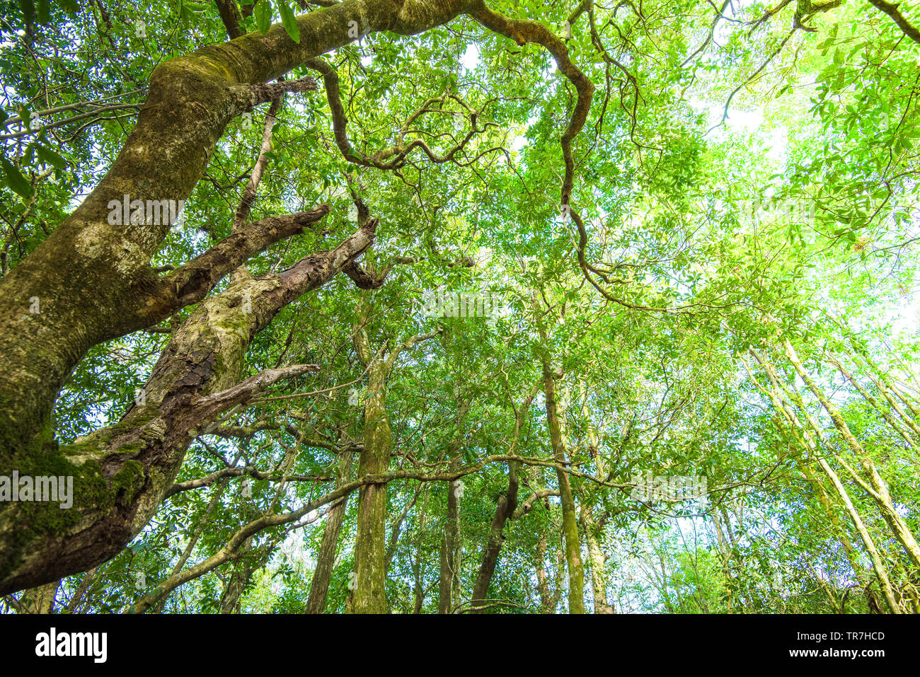 Tall tree in the jungle / scenic view of green tree large in the forest ...