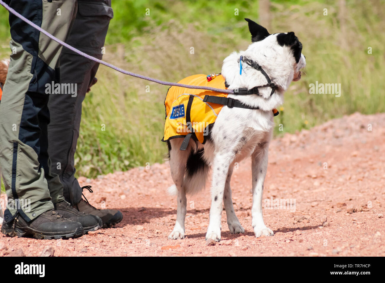 National Search and Rescue Dogs Association rescue dogs on exercise in ...