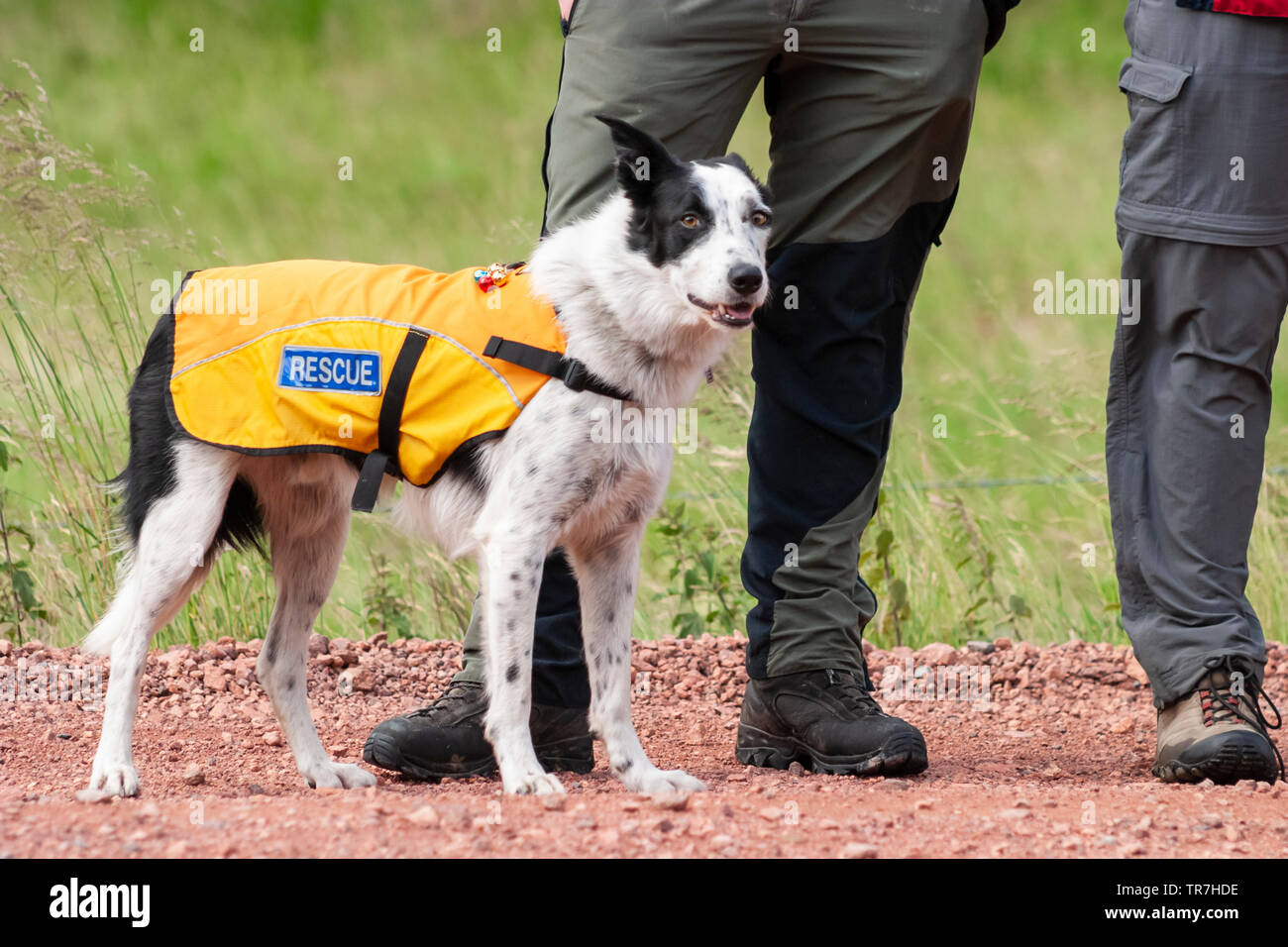 National Search and Rescue Dogs Association rescue dogs on exercise in ...