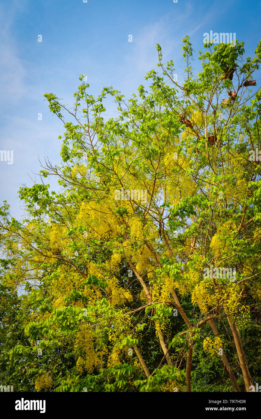 Beautiful summer yellow flower hang on branch Golden Shower Tree and blue sky background ...
