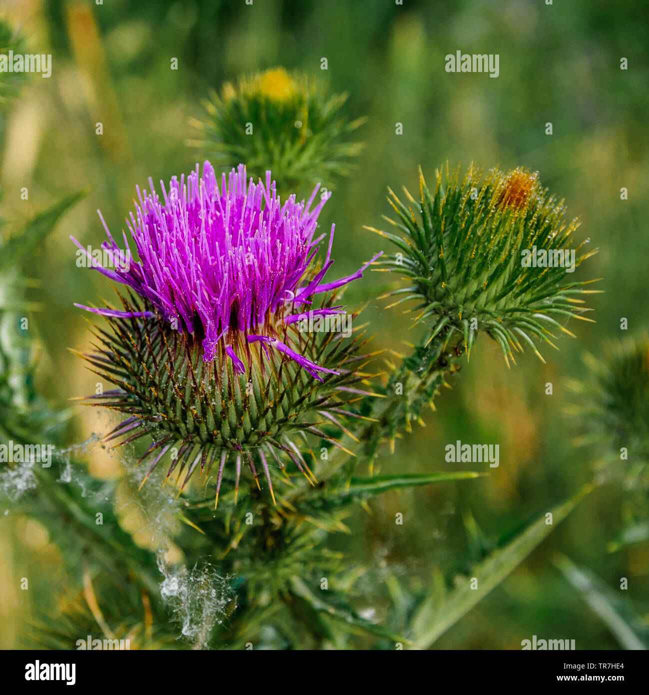 Donkey thistle hi-res stock photography and images - Alamy