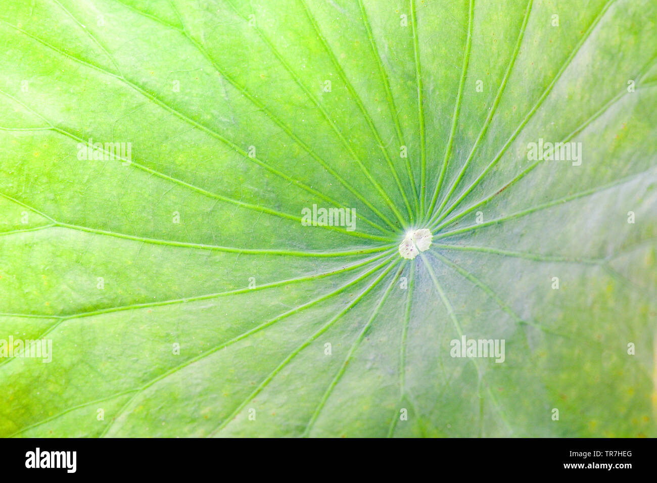 Water Lily Leaf Texture