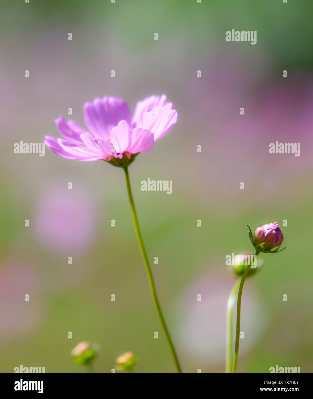 Spring cosmos flower pink blooming in the garden field background Stock ...