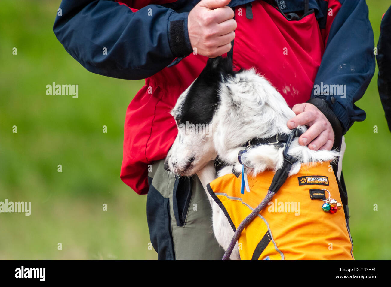 National Search and Rescue Dogs Association rescue dogs on exercise in ...