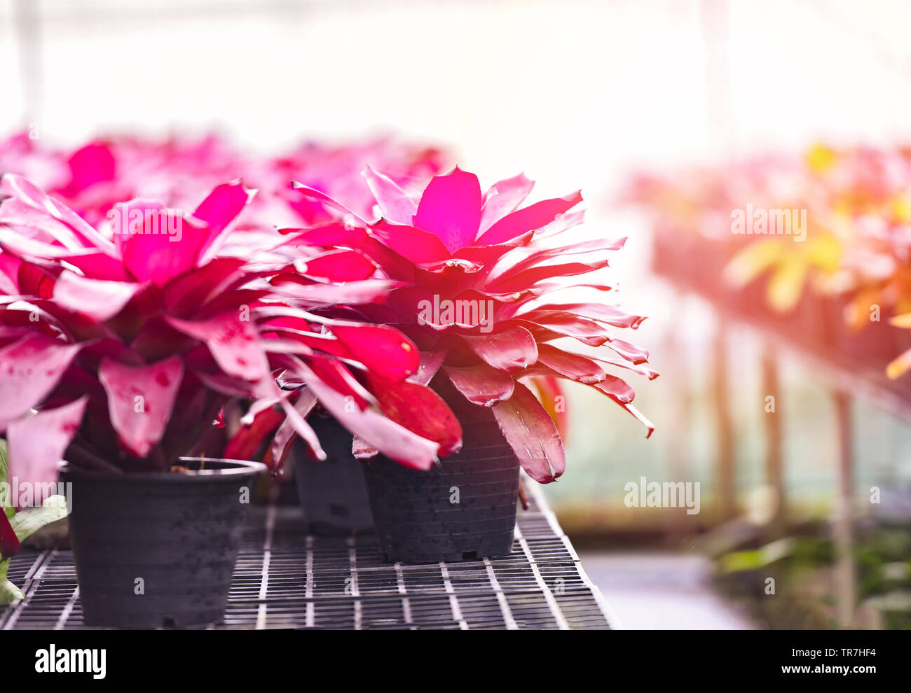 Pink leaves of bromeliad flower plant in pot in the garden bromeliad ...