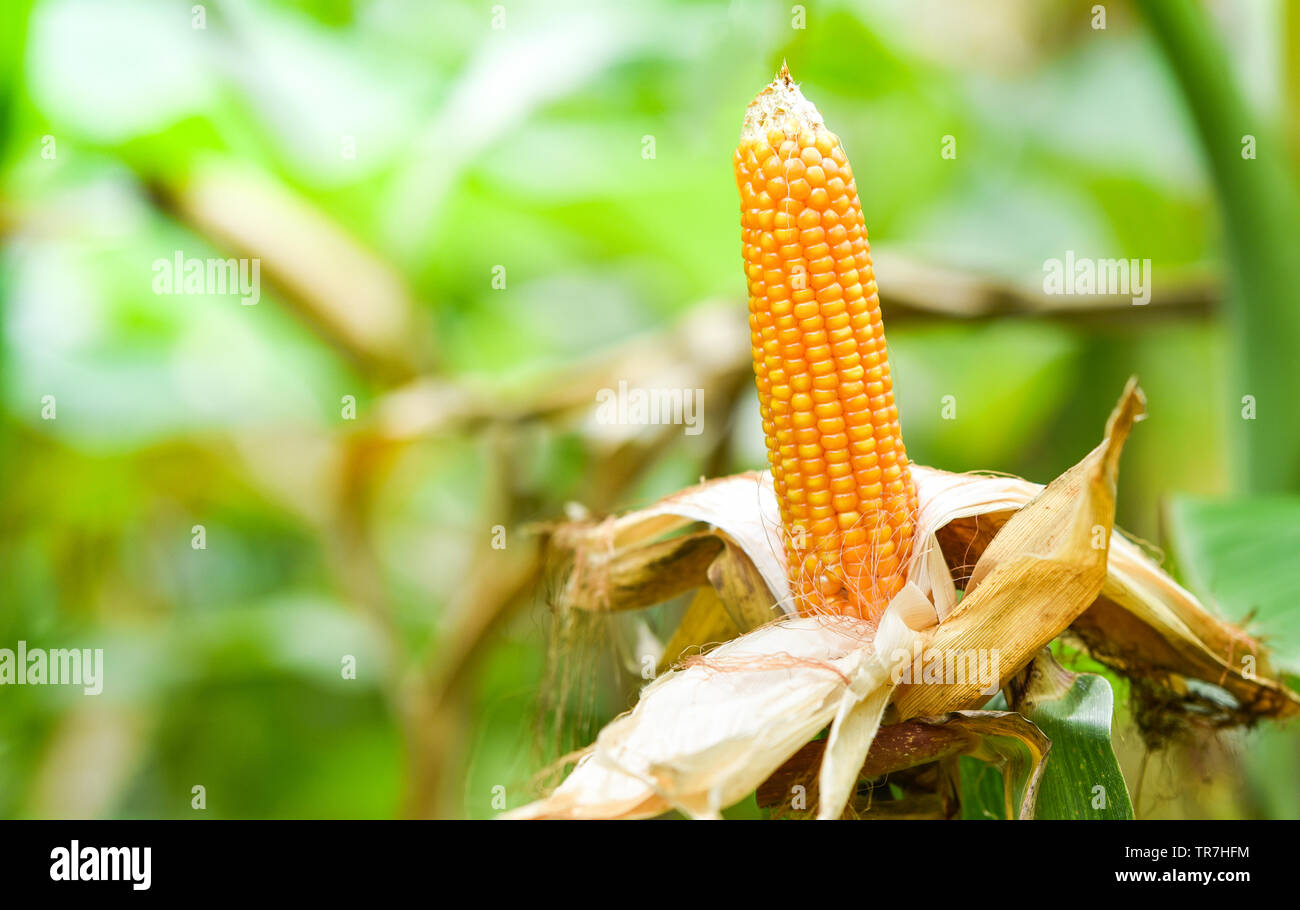 Ripe corn cob on tree wait for harvest in corn field agriculture nature ...