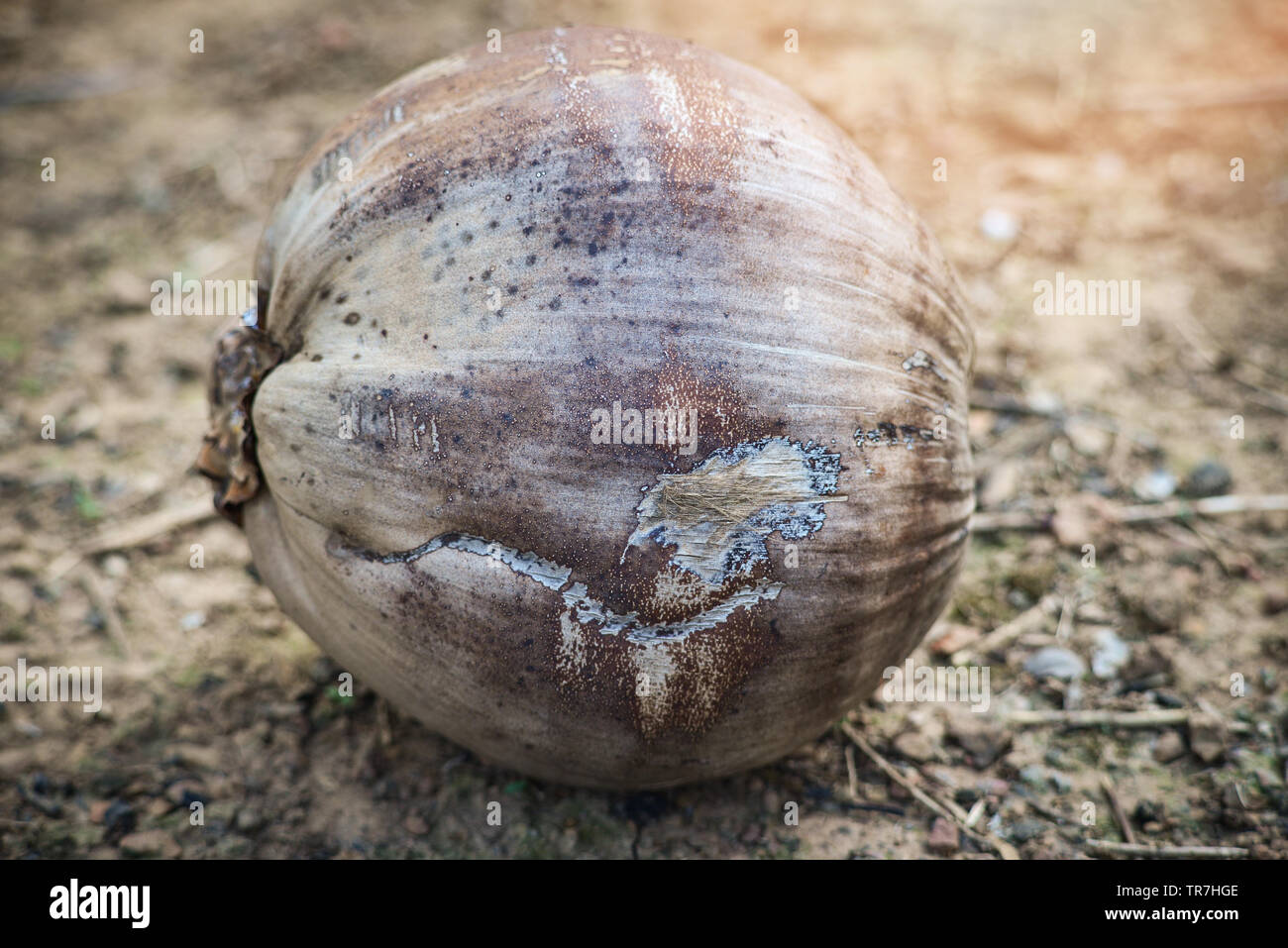 Brown ripe coconut fruit fall from coconut tree on ground in the garden ...