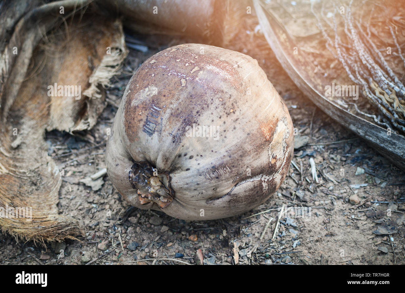 Fruit from palm oil tree hi-res stock photography and images - Alamy