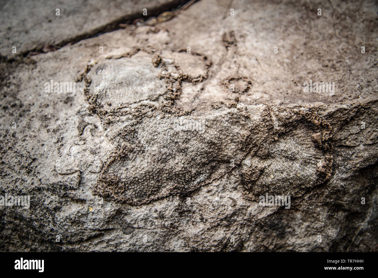 Fossil snail shells on surface stone / Archeology and paleontology ...