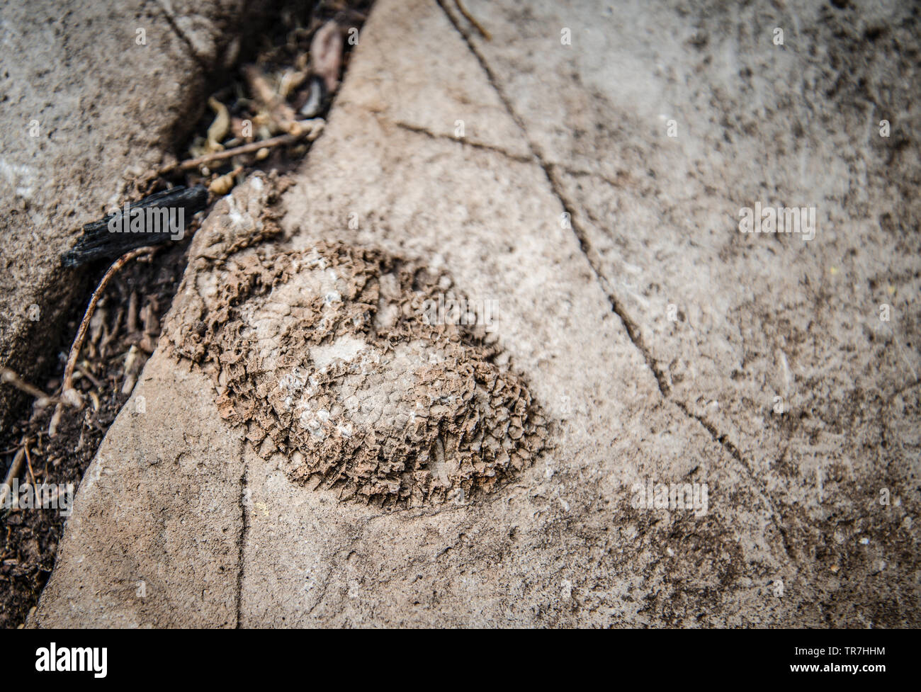 Fossil snail shells on surface stone / Archeology and paleontology ...